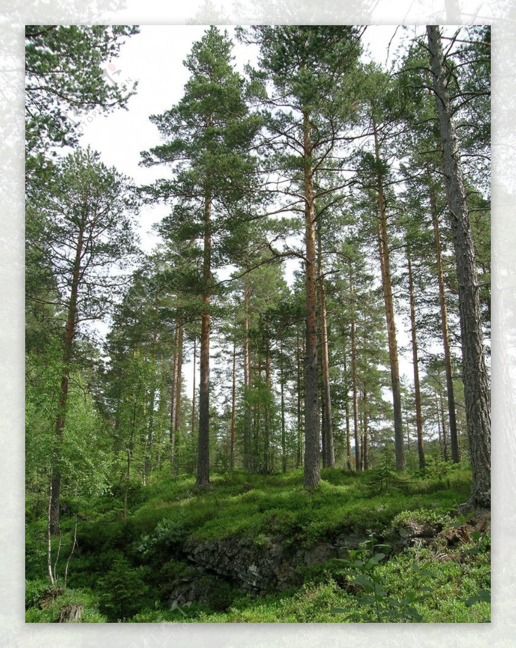 森林图片素材-编号12646602-图行天下