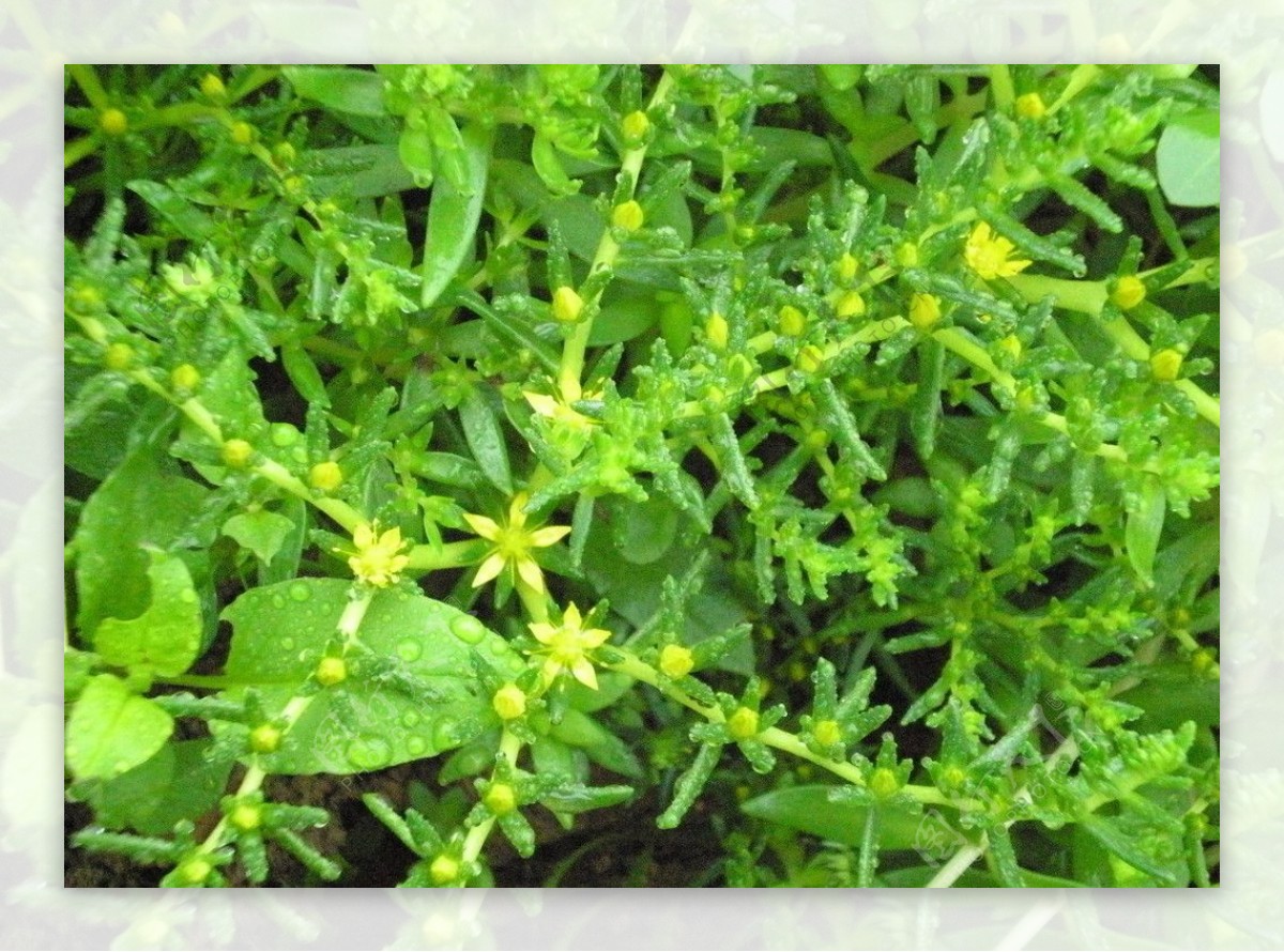 绿色植物绿色草地图片素材-编号13237572-图行天下