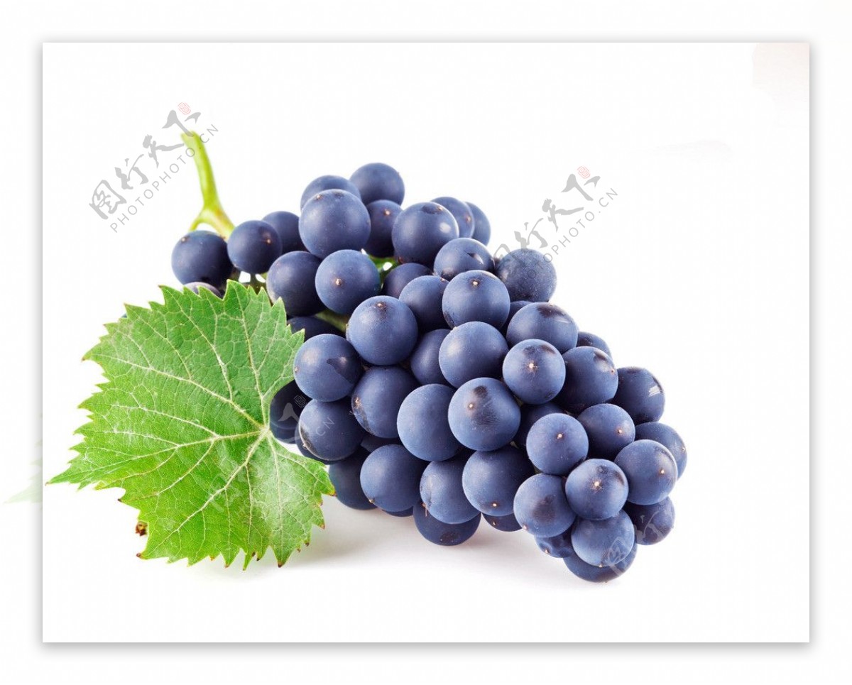 葡萄图片素材-编号13579002-图行天下