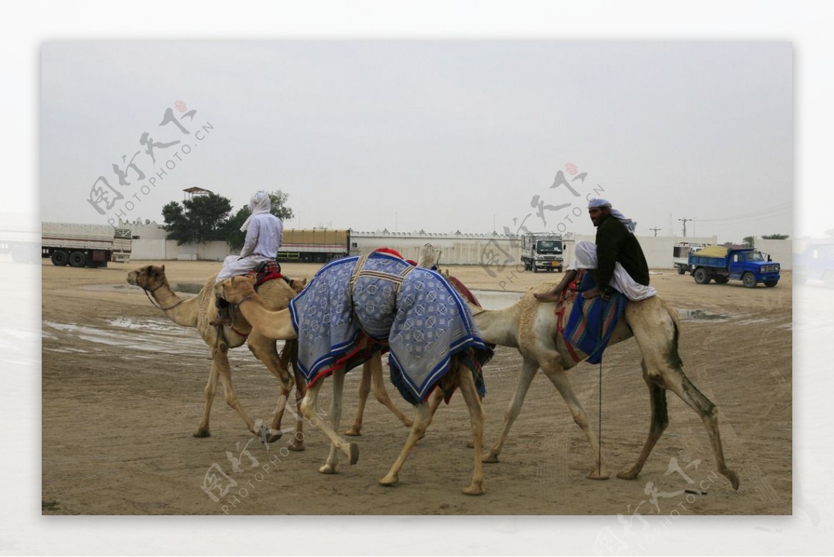 走向骆驼赛场图片素材-编号13767802-图行天下