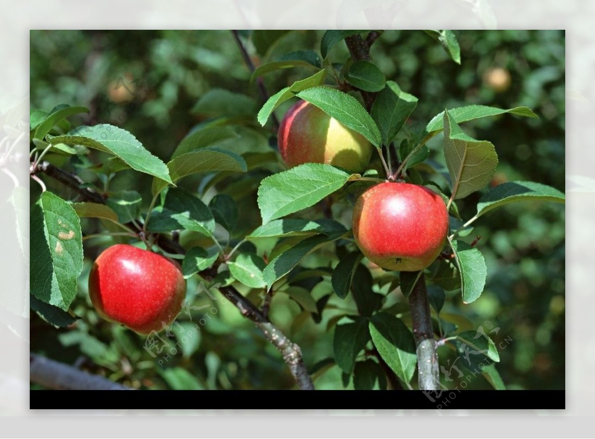 树上的苹果图片素材-编号13981492-图行天下