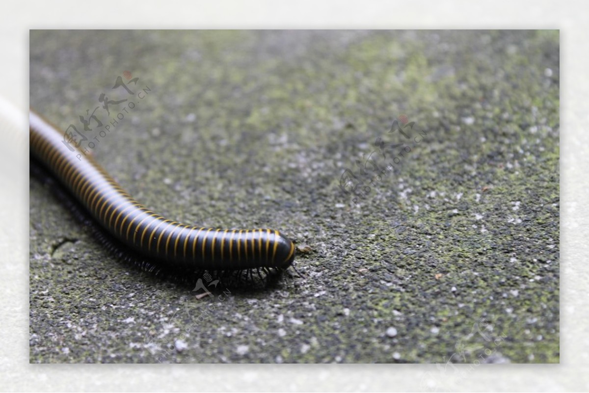 千足虫图片素材-编号14307172-图行天下