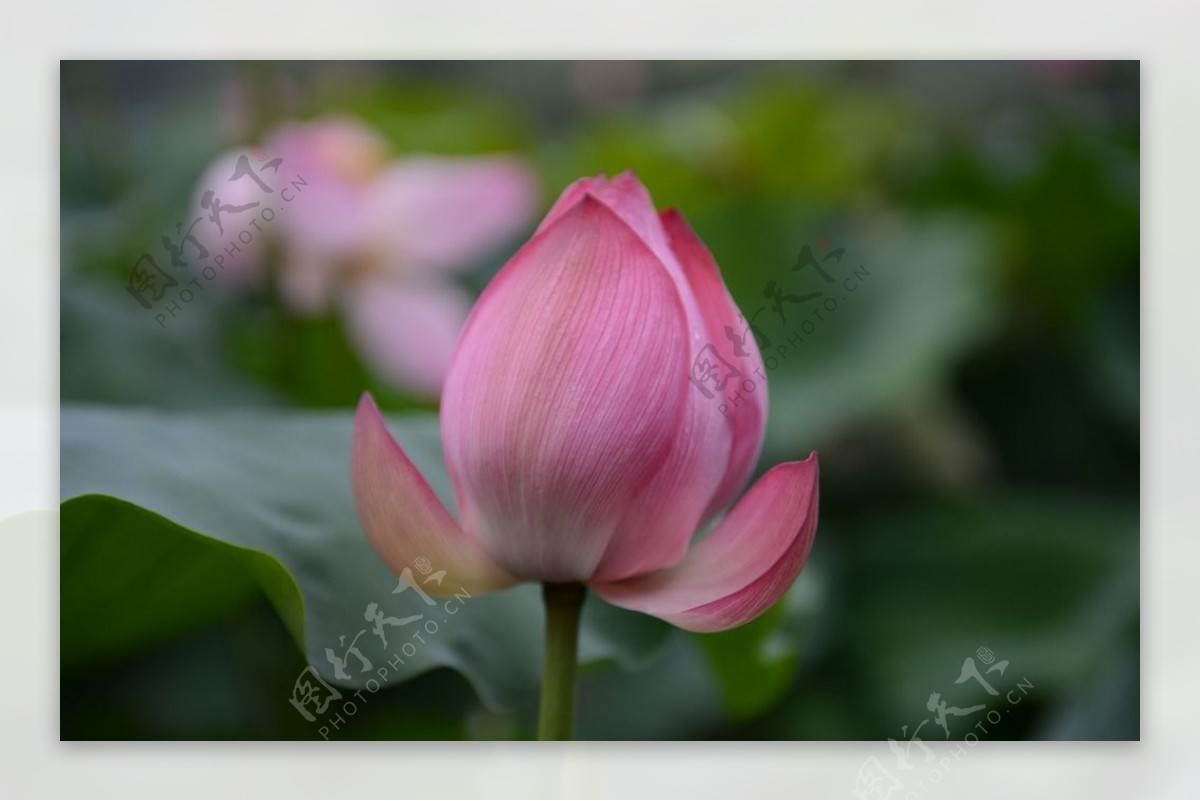 荷花图片素材-编号14603002-图行天下