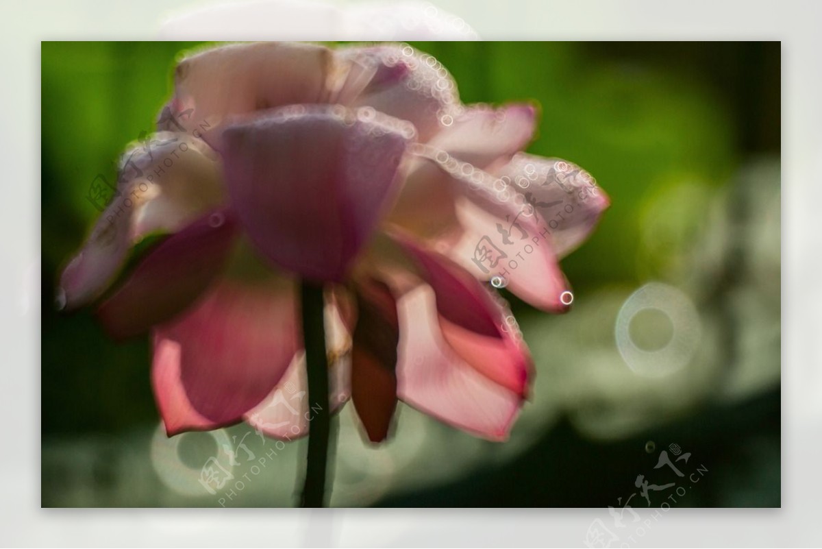 荷花图片素材-编号15043672-图行天下