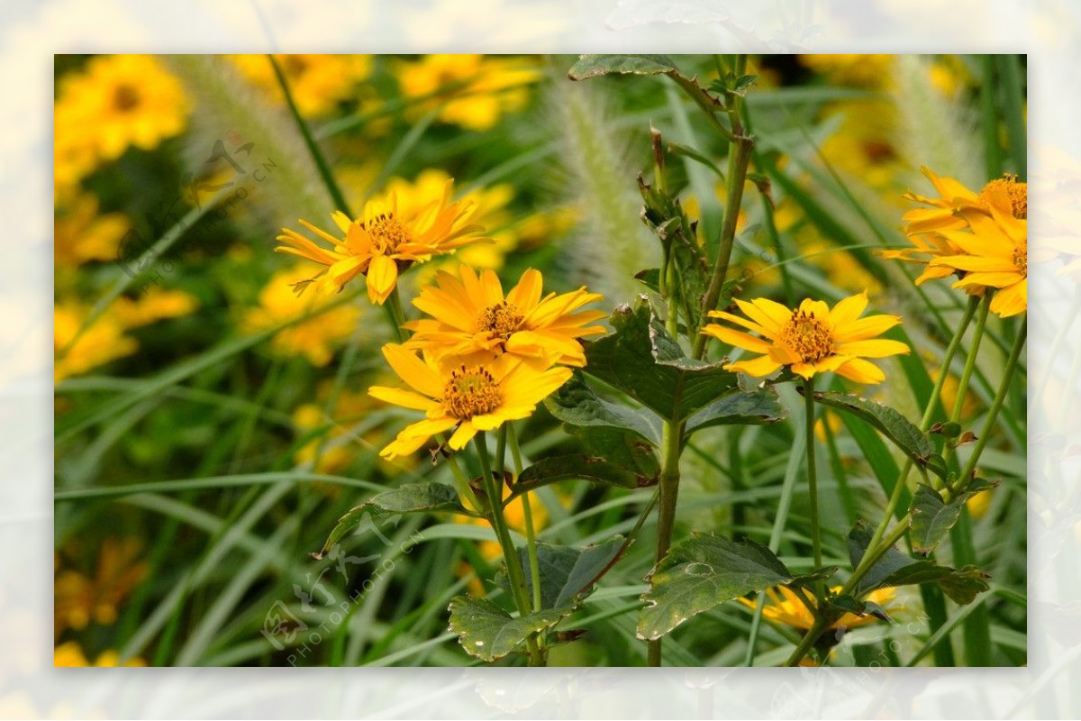 雏菊图片素材-编号15077752-图行天下