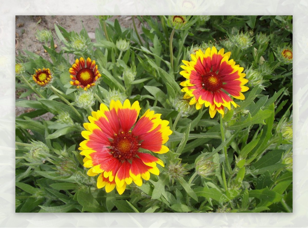 非洲菊图片素材-编号15171402-图行天下