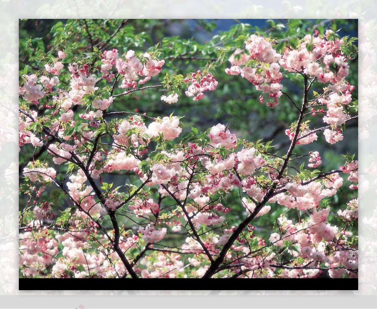 春暖花开图片素材-编号15305172-图行天下