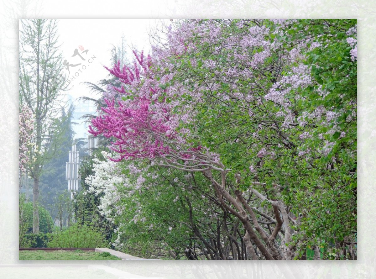 春色图片素材-编号15306302-图行天下