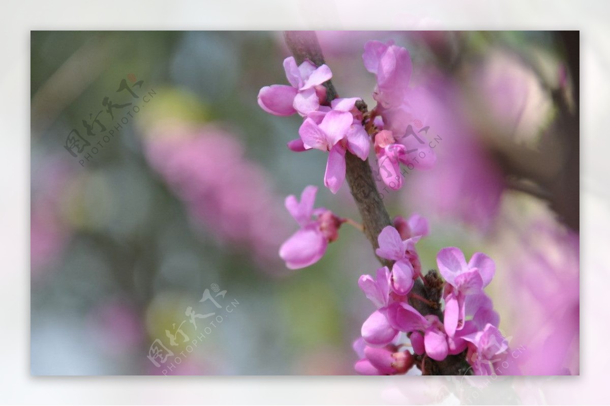 紫花图片素材-编号15759042-图行天下