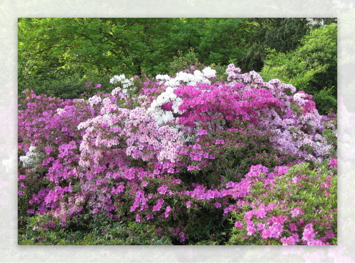 映山红图片素材-编号16534302-图行天下