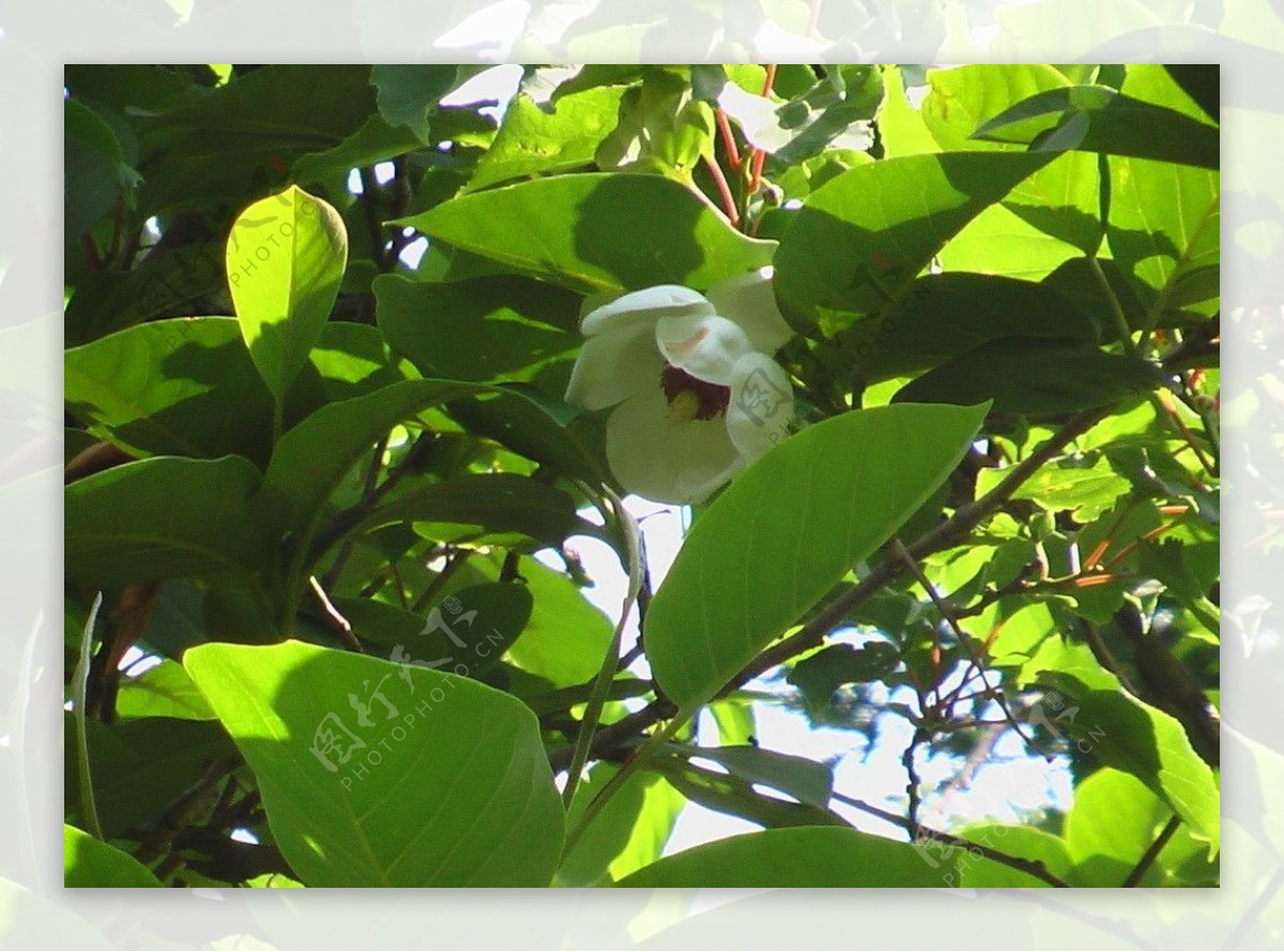 天女木兰花图片素材-编号16679692-图行天下