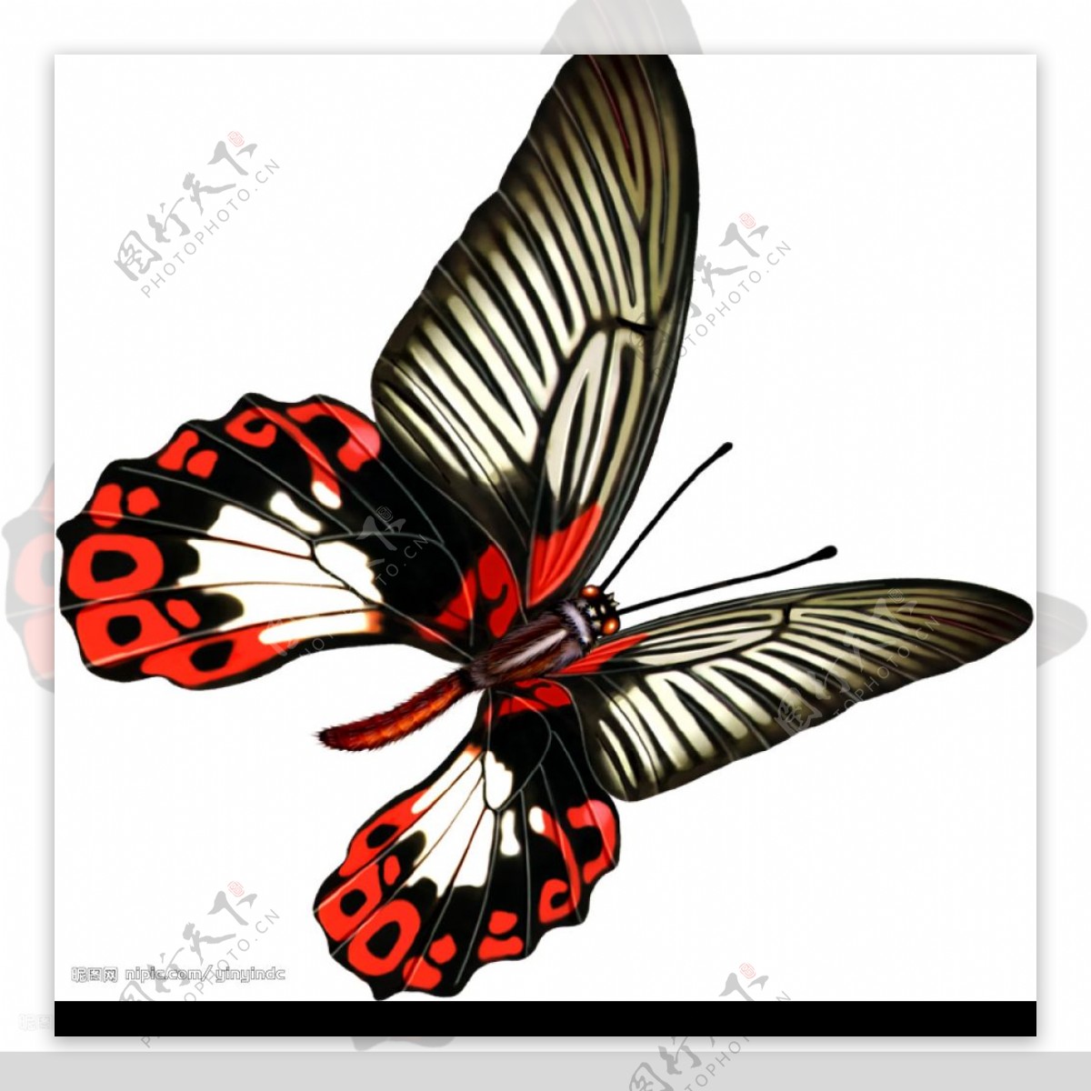 psd蝴蝶图片素材-编号19258052-图行天下