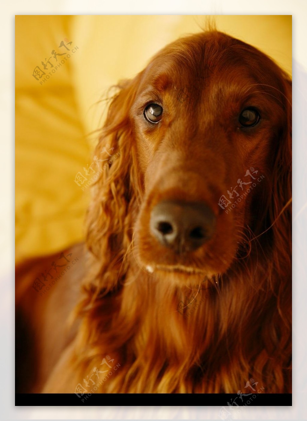 宠物狗狗0188图片素材-编号19866852-图行天下