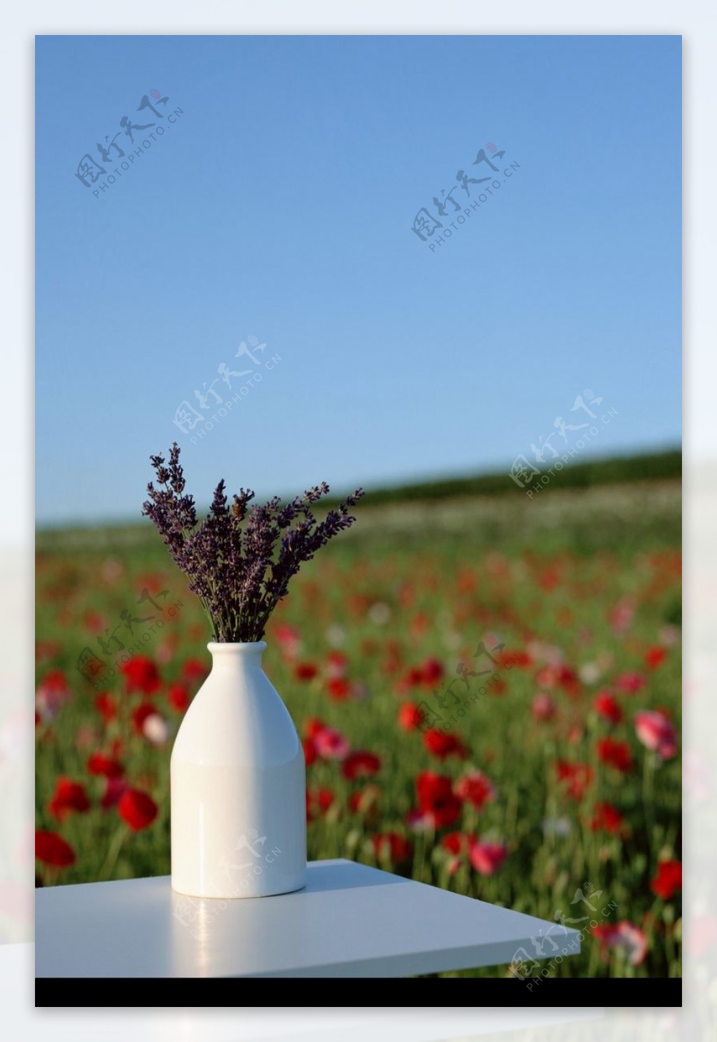 花卉艺术0015图片素材-编号20061922-图行天下