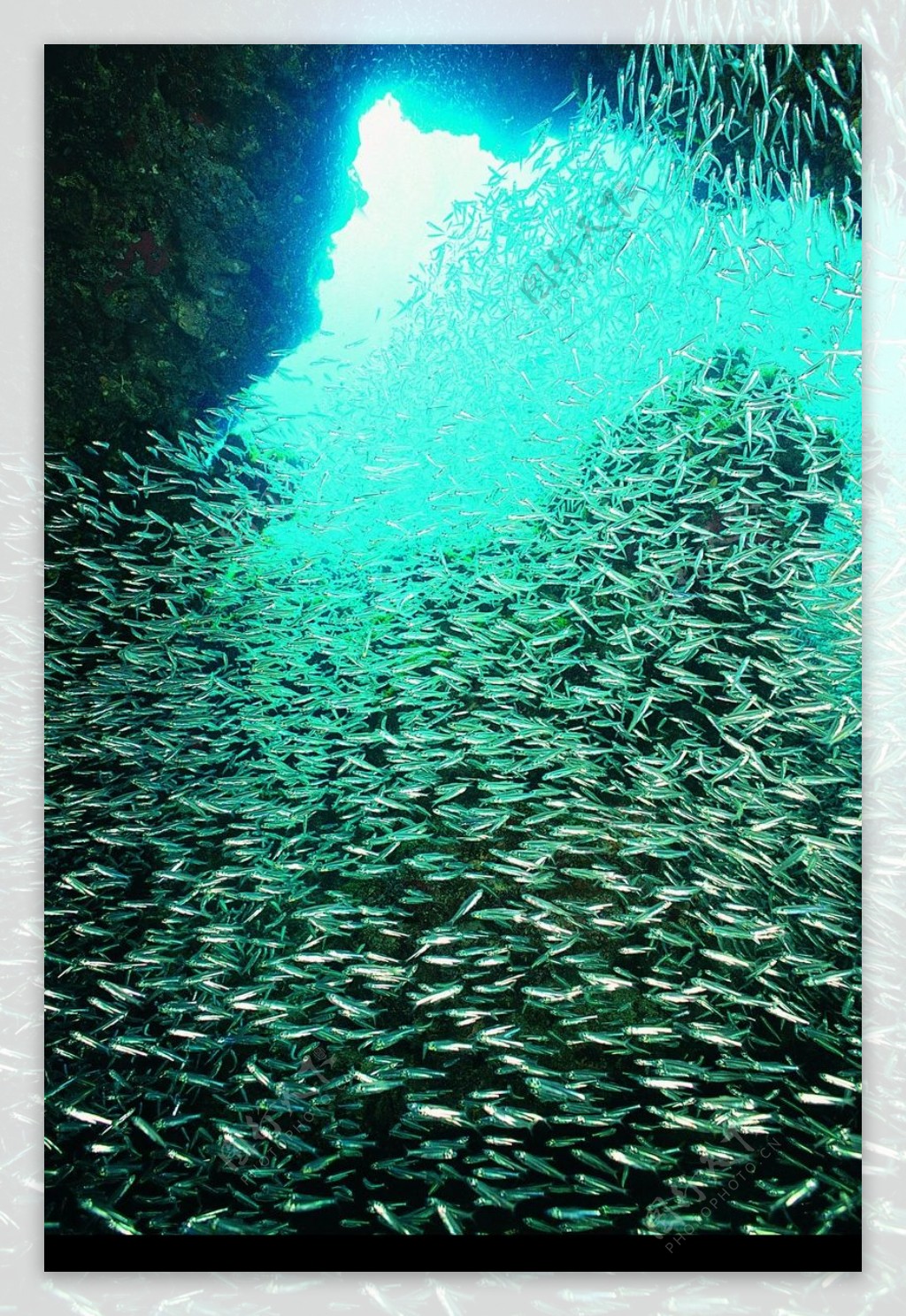 海底世界0171图片素材-编号20196692-图行天下