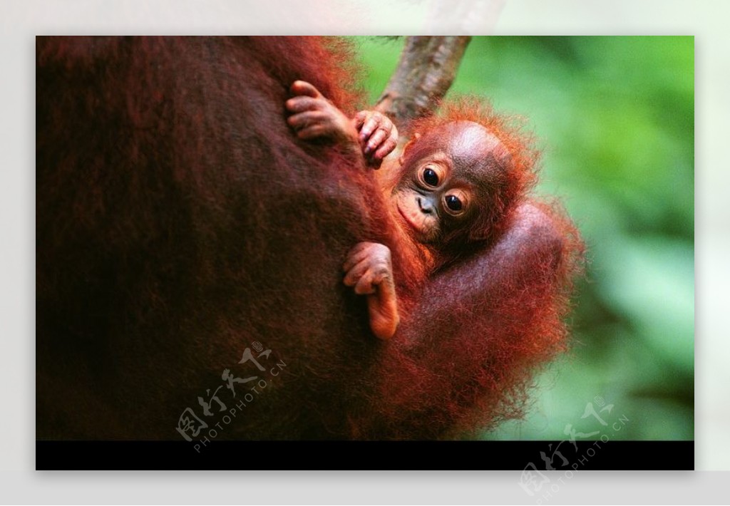 猴也疯狂0007图片素材-编号20198922-图行天下