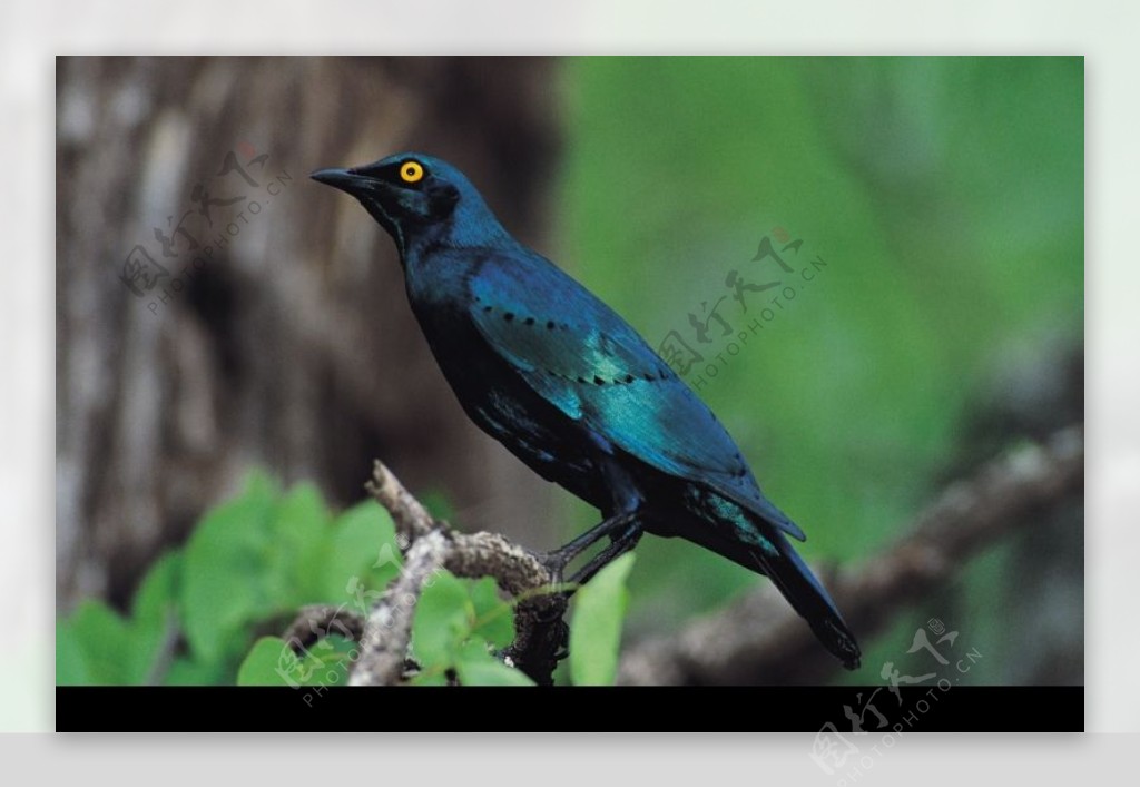 鸟类百科0332图片素材-编号20278792-图行天下