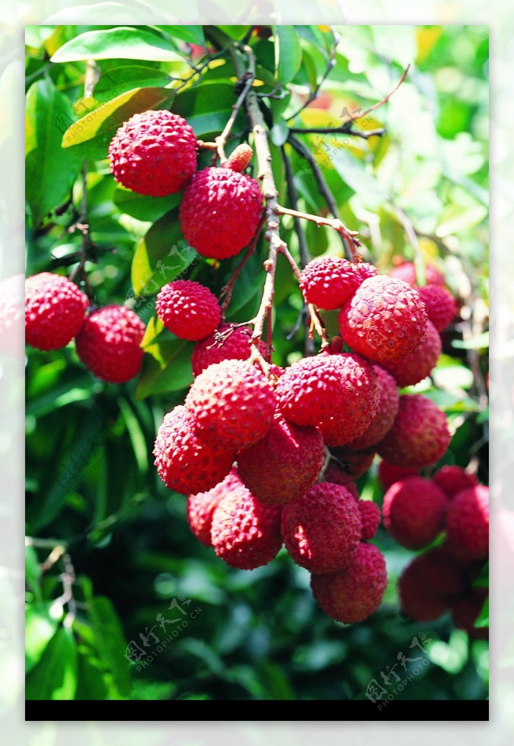 果园风光0175图片素材-编号20317722-图行天下