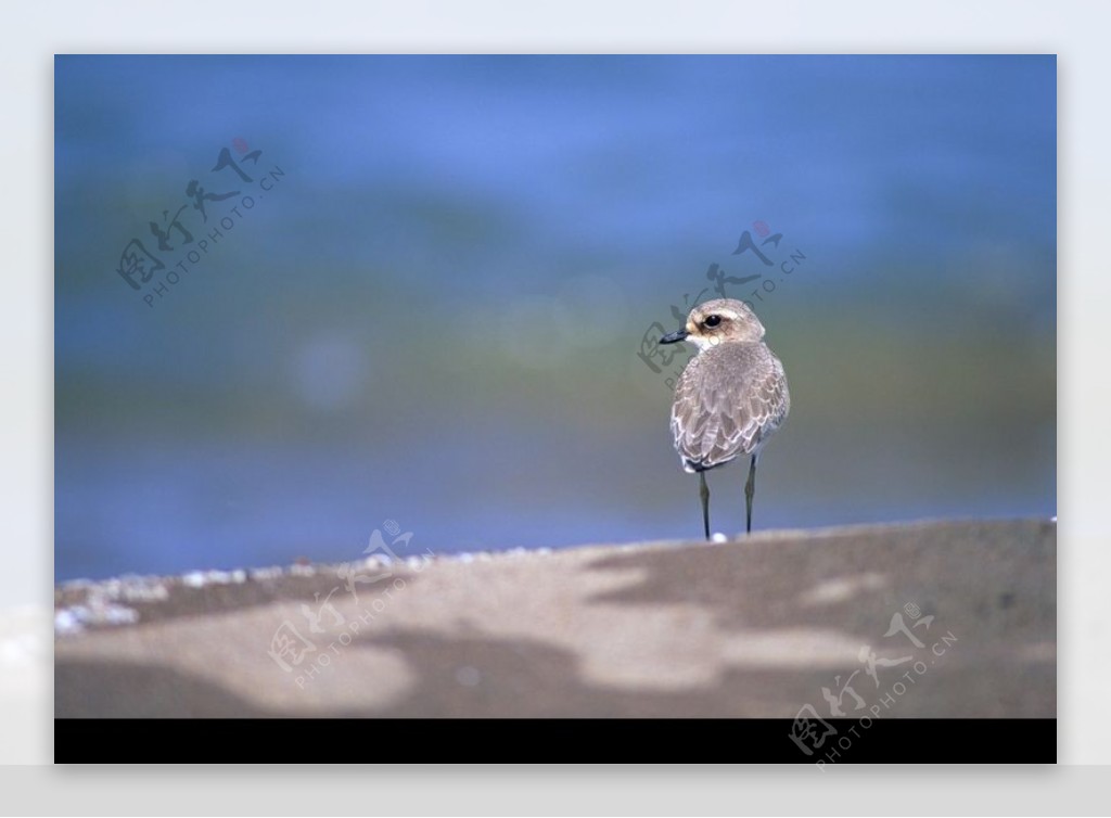 鸟语花香0177图片素材-编号20423222-图行天下