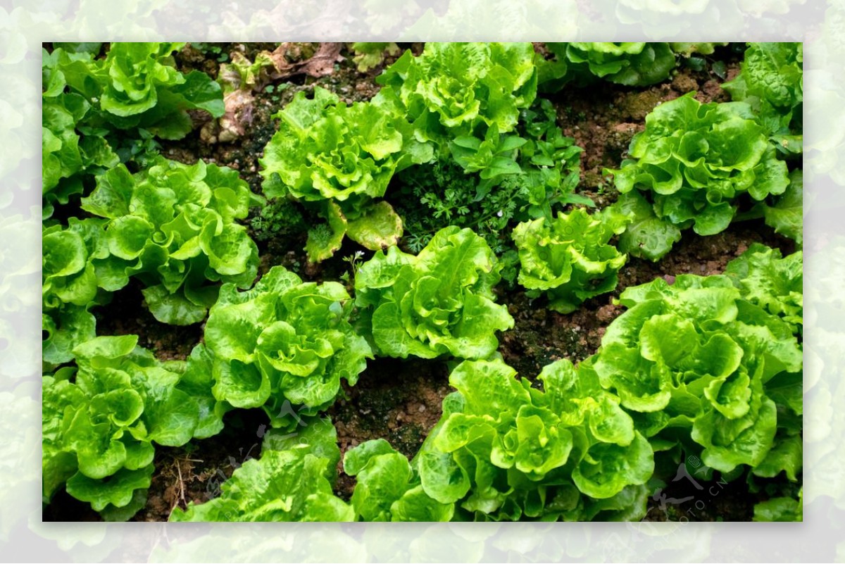 菜心图片素材-编号22725032-图行天下