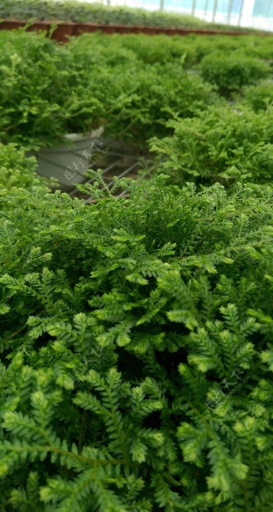 植物图片素材-编号23105742-图行天下