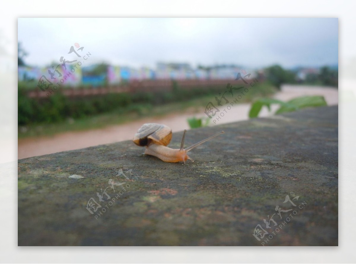 蜗牛图片素材-编号23138362-图行天下