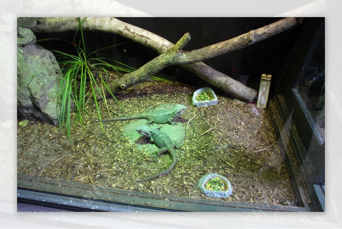 小动物图片素材-编号23432482-图行天下