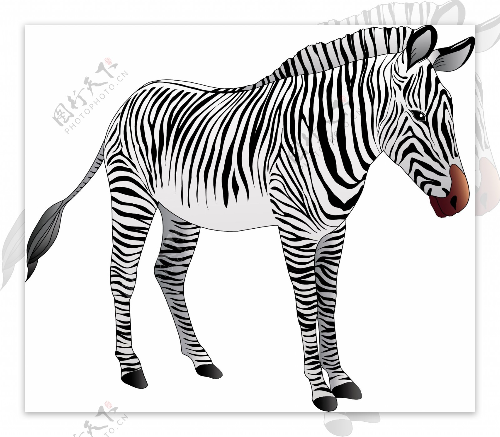 矢量斑马图片素材-编号23588212-图行天下