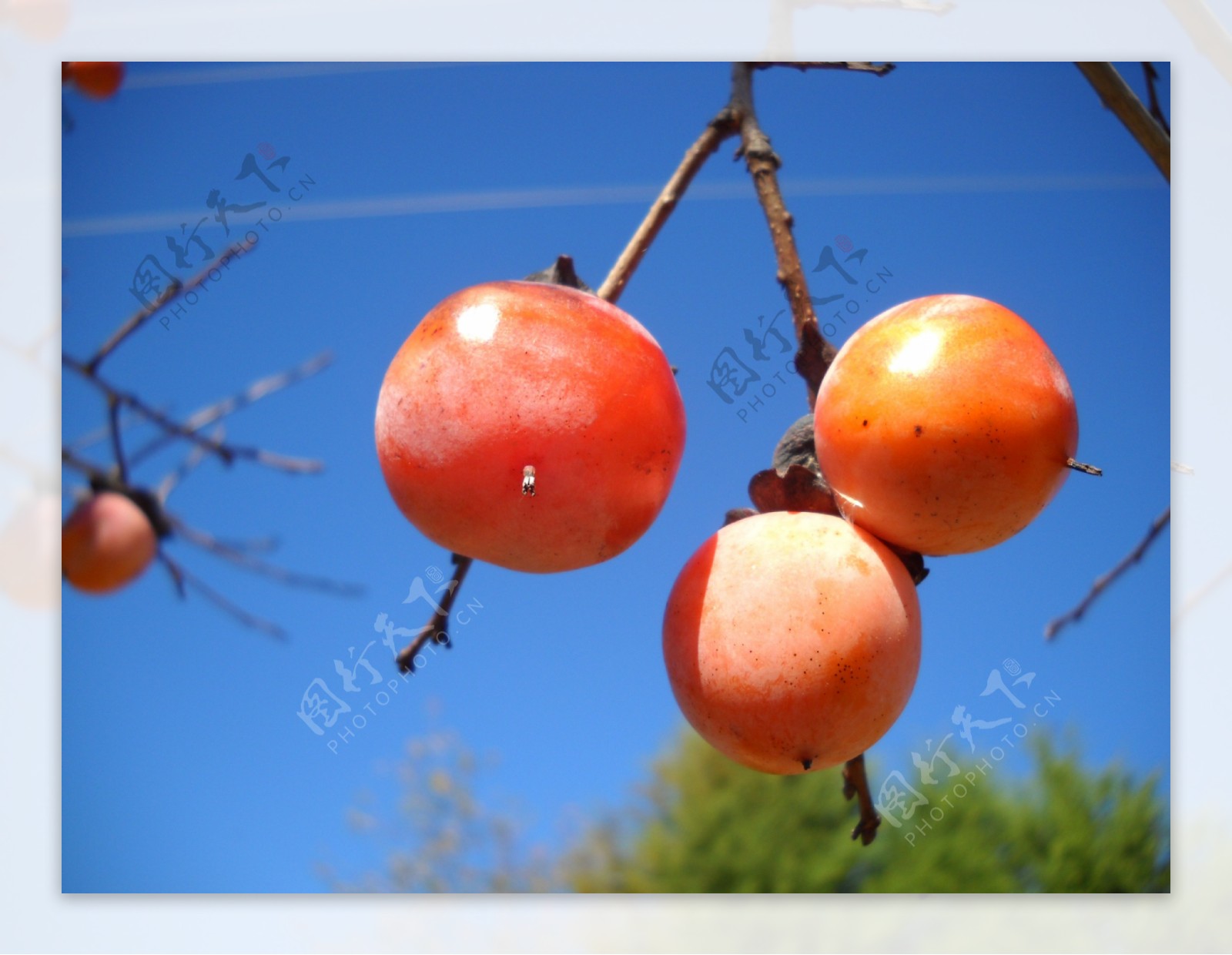 柿子图片素材-编号24072132-图行天下
