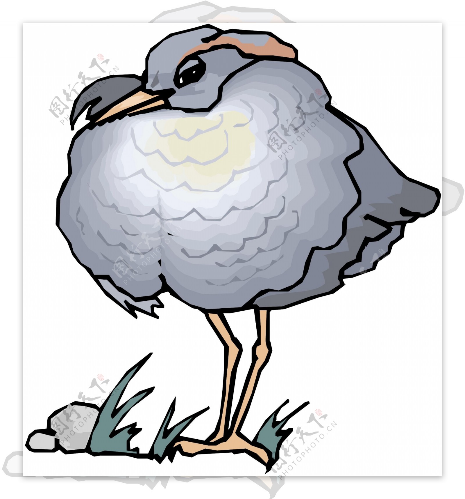 各种鸟类鸟动物矢量素材EPS格式0196图片素材-编号26395572-图行天下