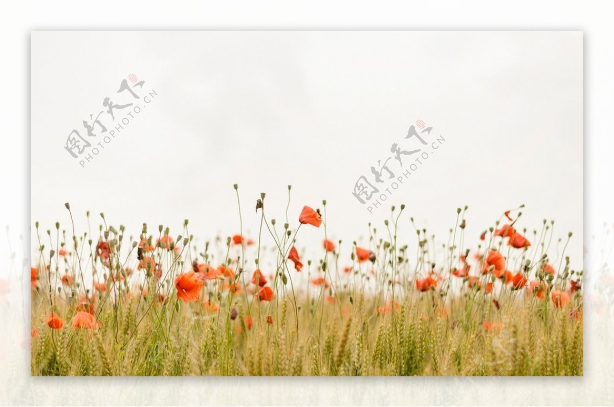 红色花朵图片素材-编号29538442-图行天下