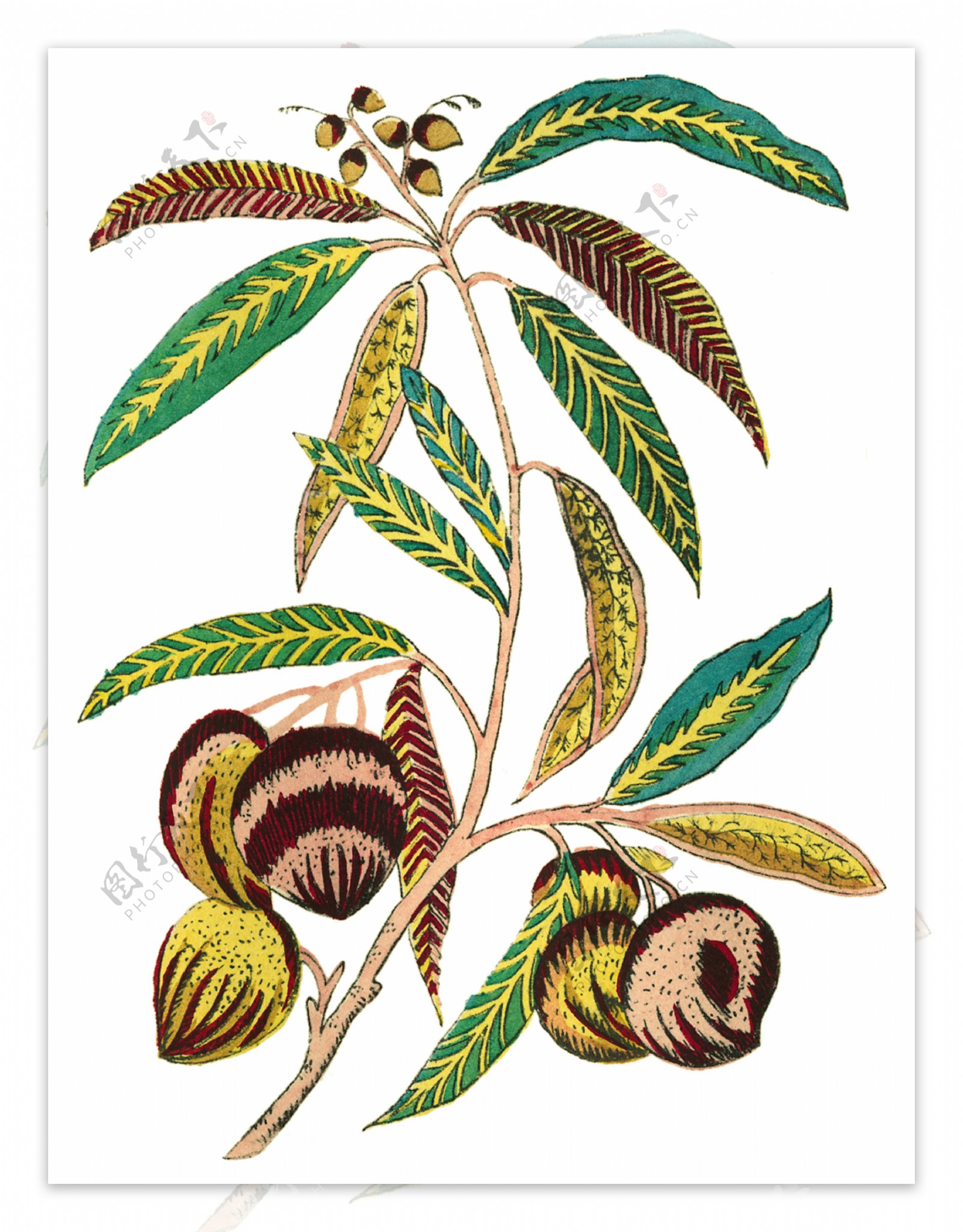 彩绘花草图片素材-编号30643492-图行天下