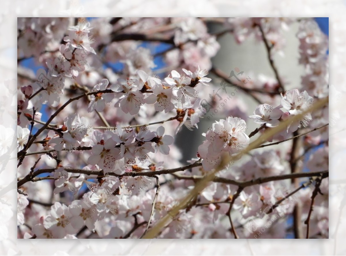 杏花图片素材-编号32266342-图行天下
