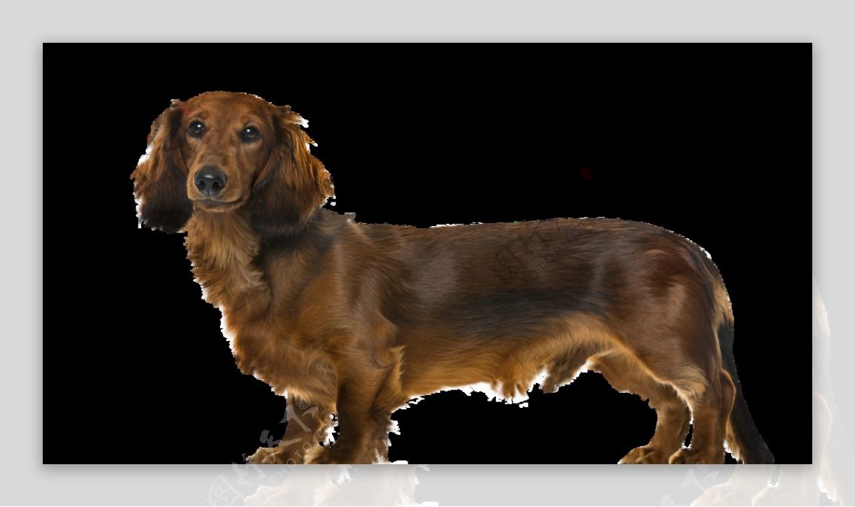 宠物狗高清抠图图片素材-编号33474692-图行天下