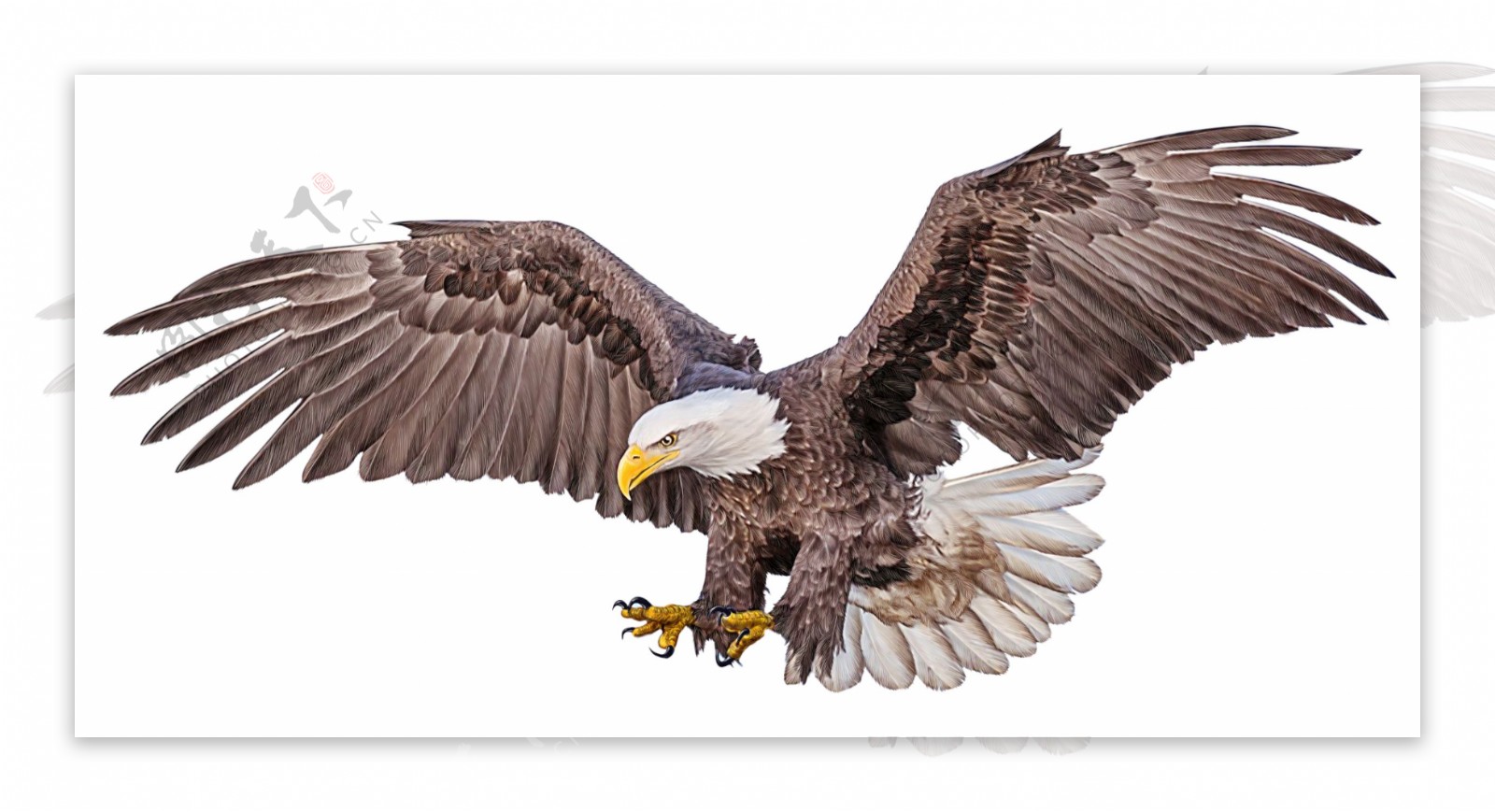 老鹰图片素材-编号35987292-图行天下