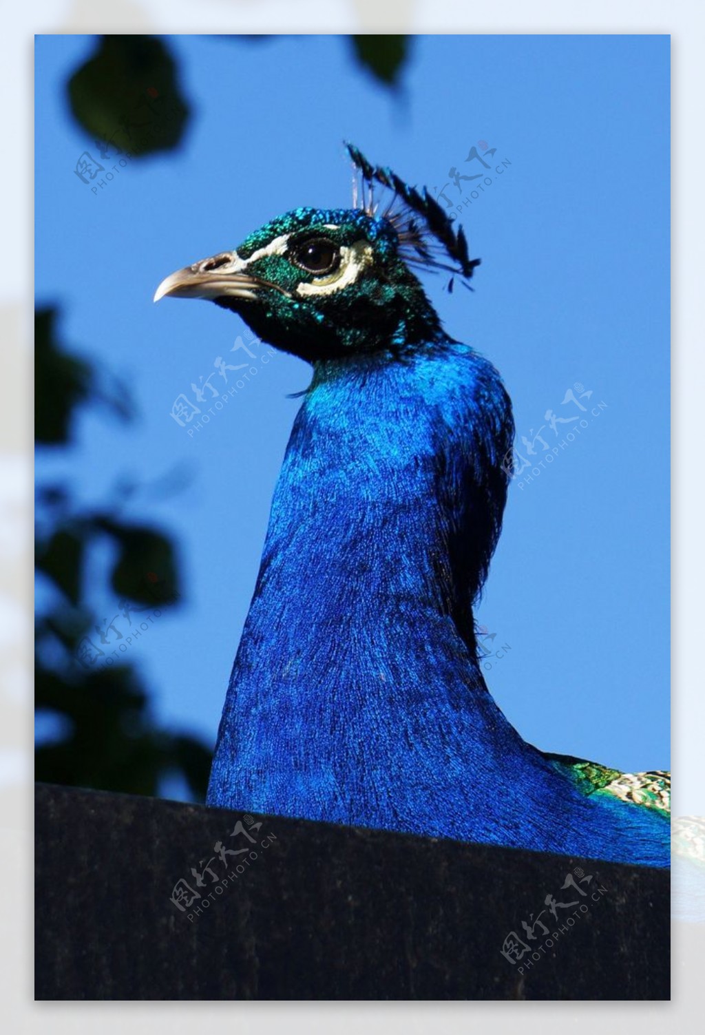 孔雀图片素材-编号36070442-图行天下