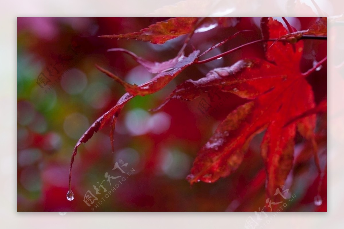 红色枫叶图片素材-编号37075212-图行天下
