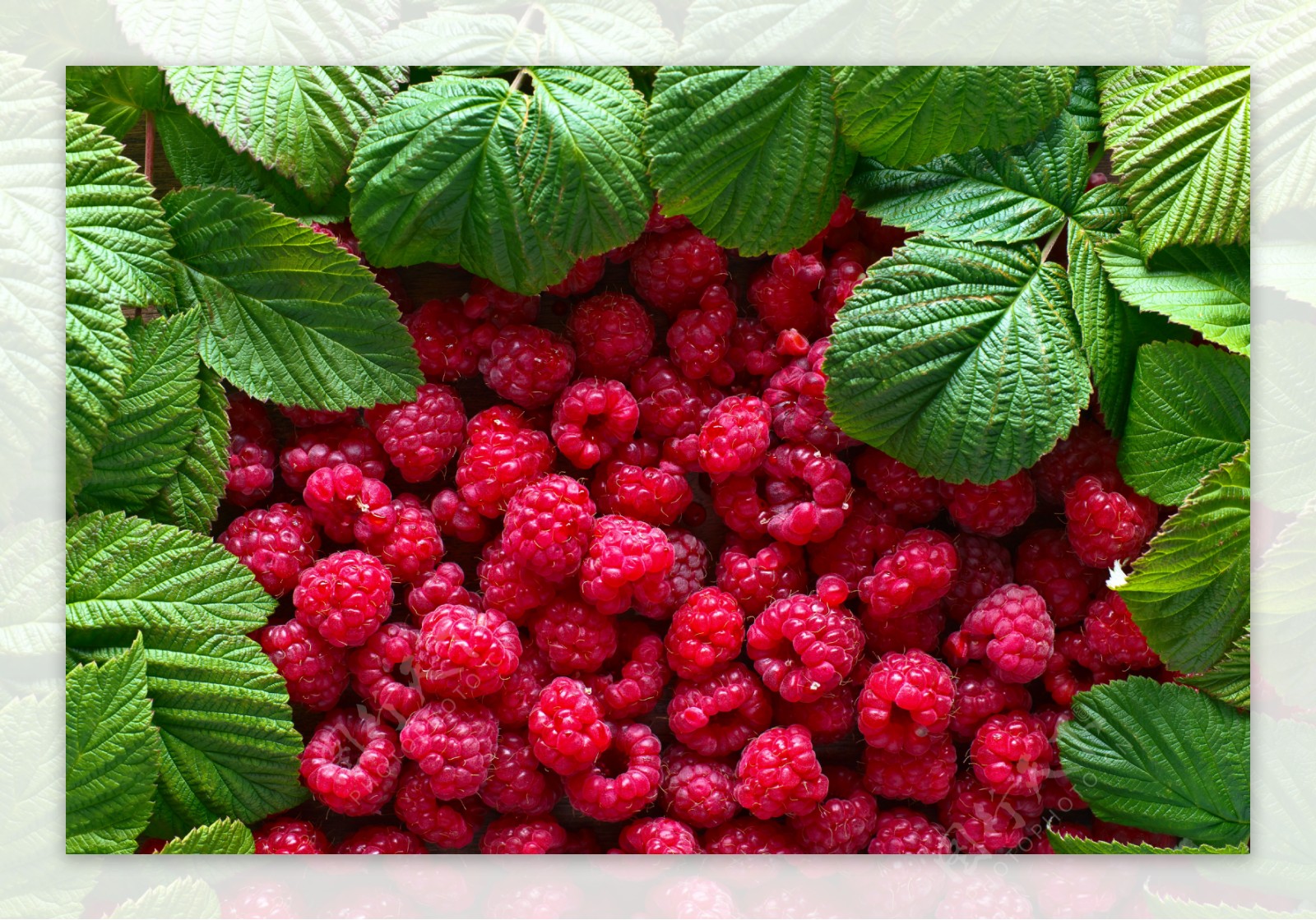 树莓图片素材-编号37913522-图行天下