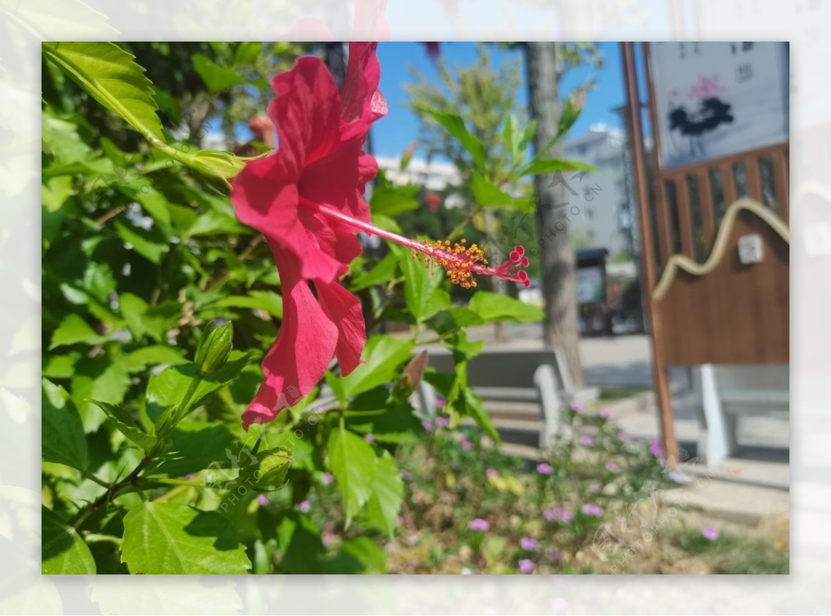 公园花卉图片素材-编号39790332-图行天下